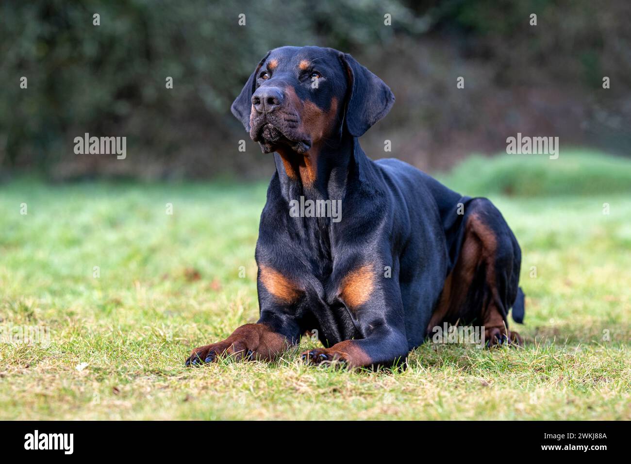 Doberman portrait of dog hi-res stock photography and images - Alamy