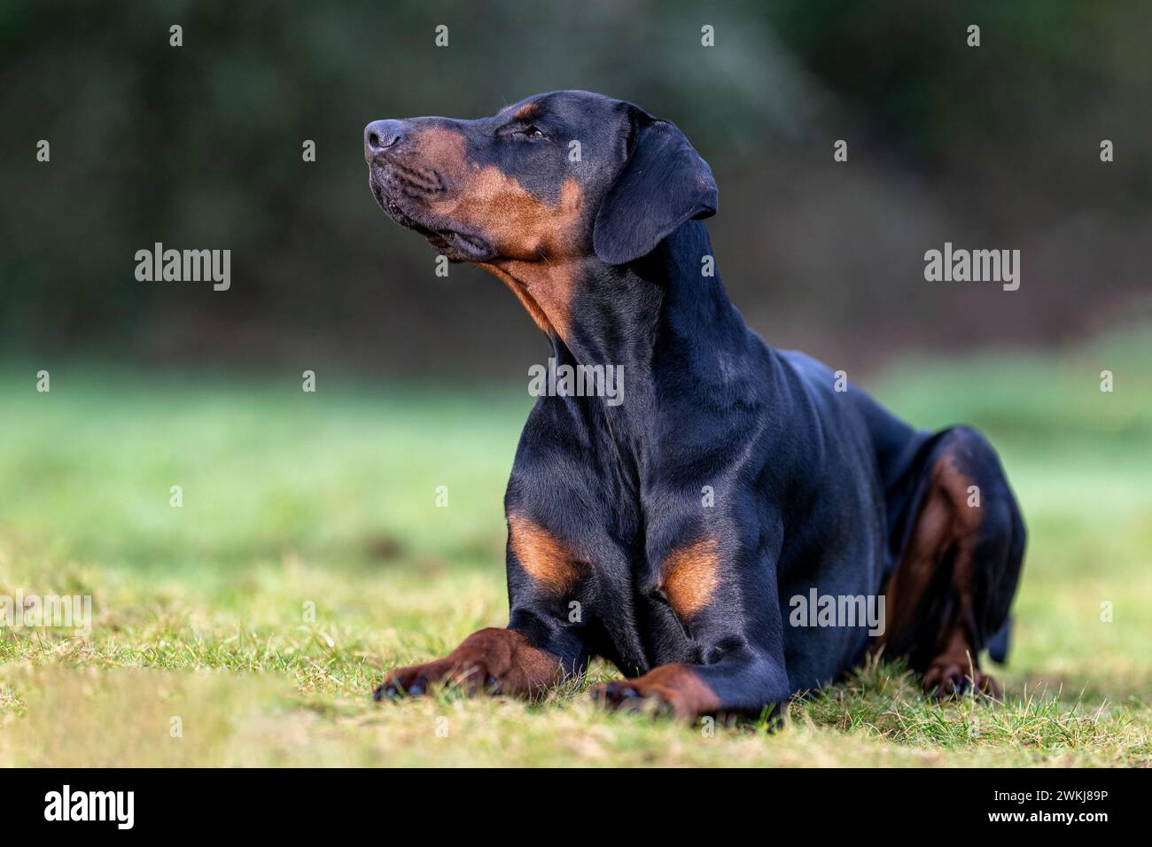 Doberman portrait of dog hi-res stock photography and images - Alamy