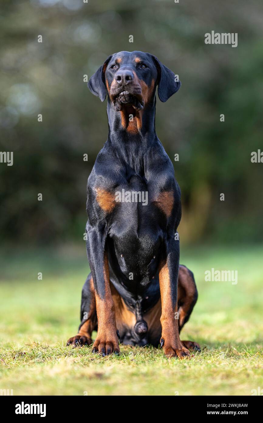 Dobermann portrait hi-res stock photography and images - Alamy