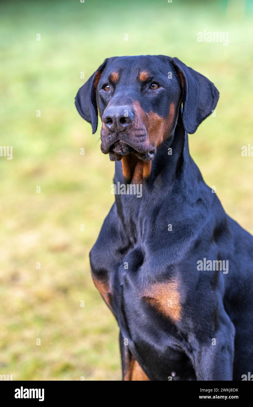 Black and rust doberman hi-res stock photography and images - Alamy