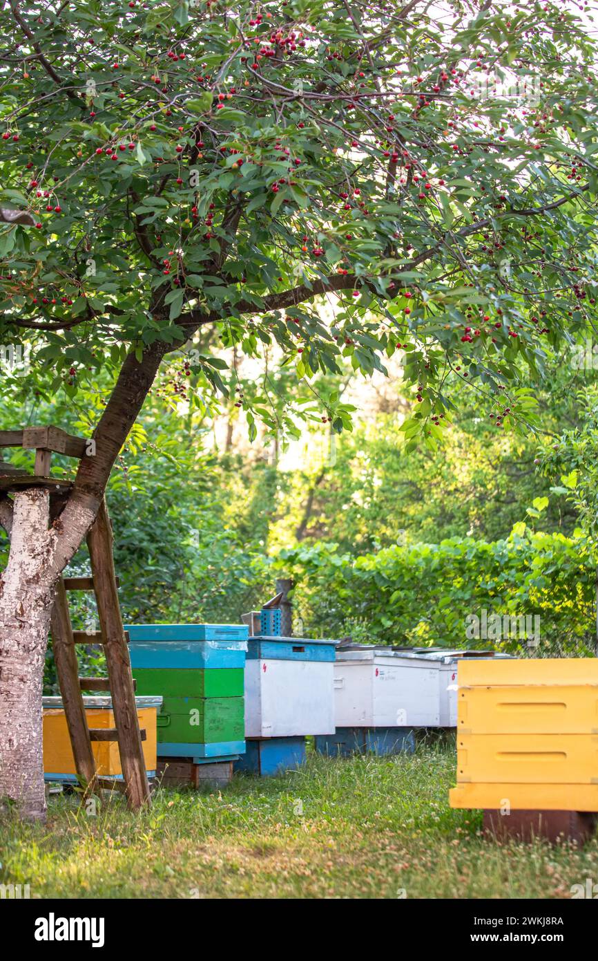 Symbiapiary hi-res stock photography and images - Alamy