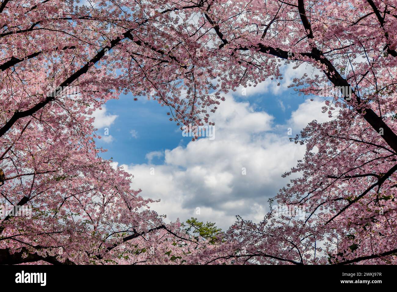 Vivid pink Cherry Blossom (Sakura) in the shape of a heart with a blue ...