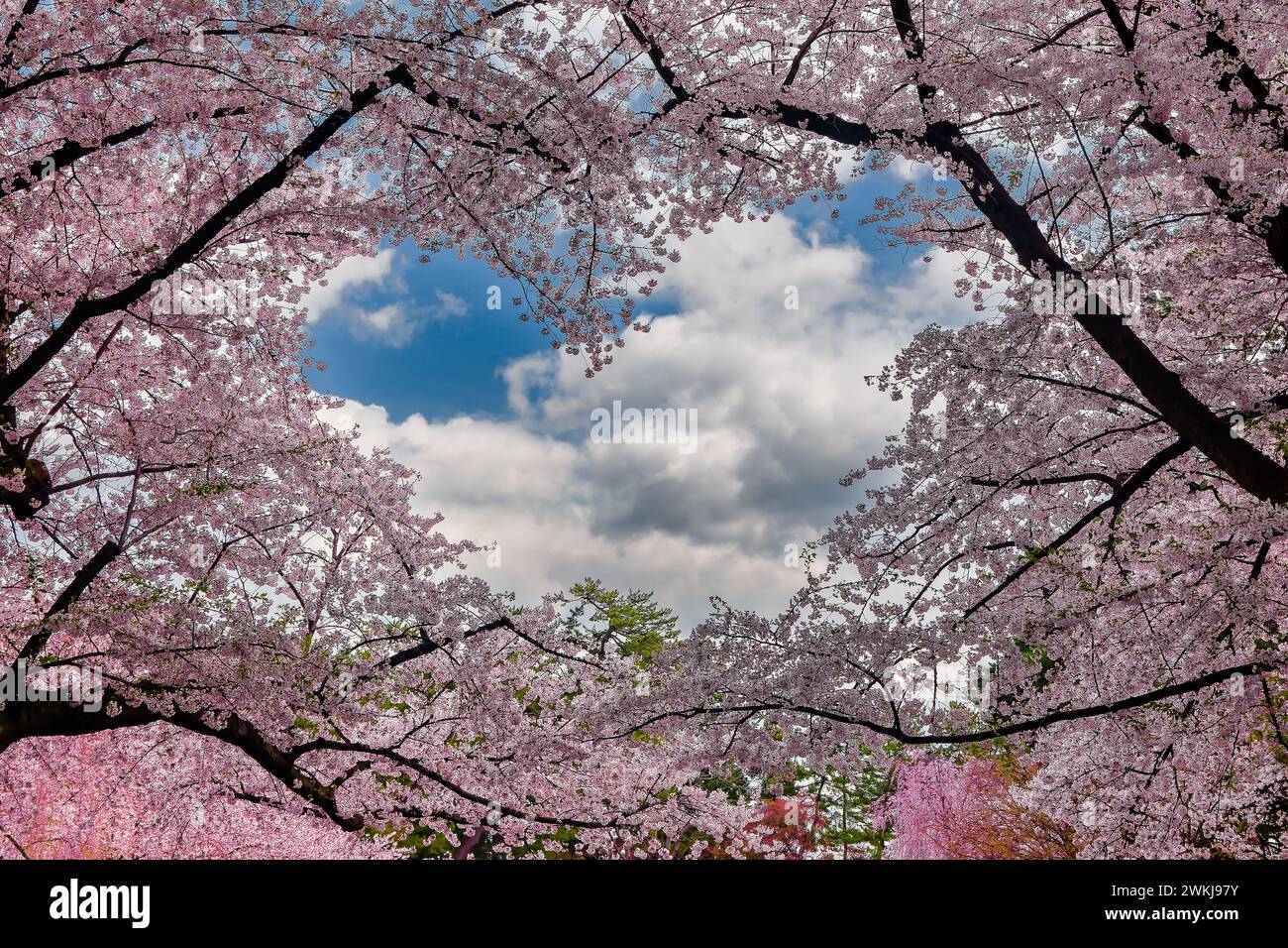 Beautiful heart shaped hole in the middle of vivid pink Cherry Blossom ...