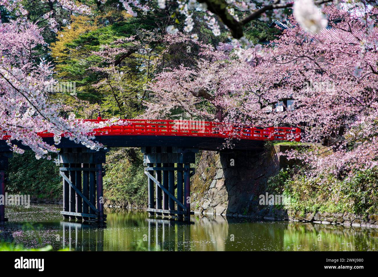 Beautiful Cherry blossom and a traditional red bridge in Hirosaki Park ...