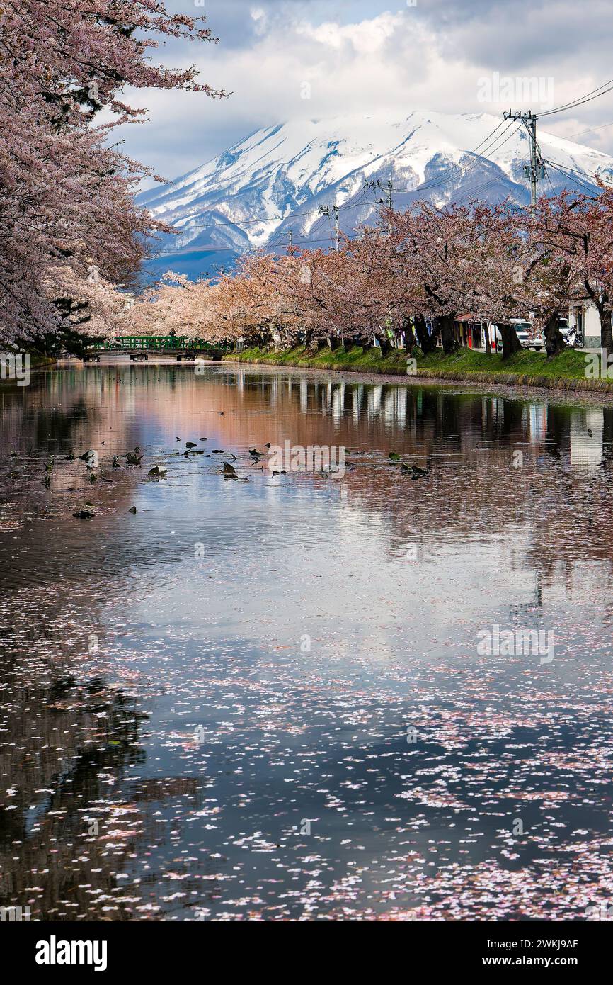 Colorful springtime Cherry Blossom with a large volcano behind ...