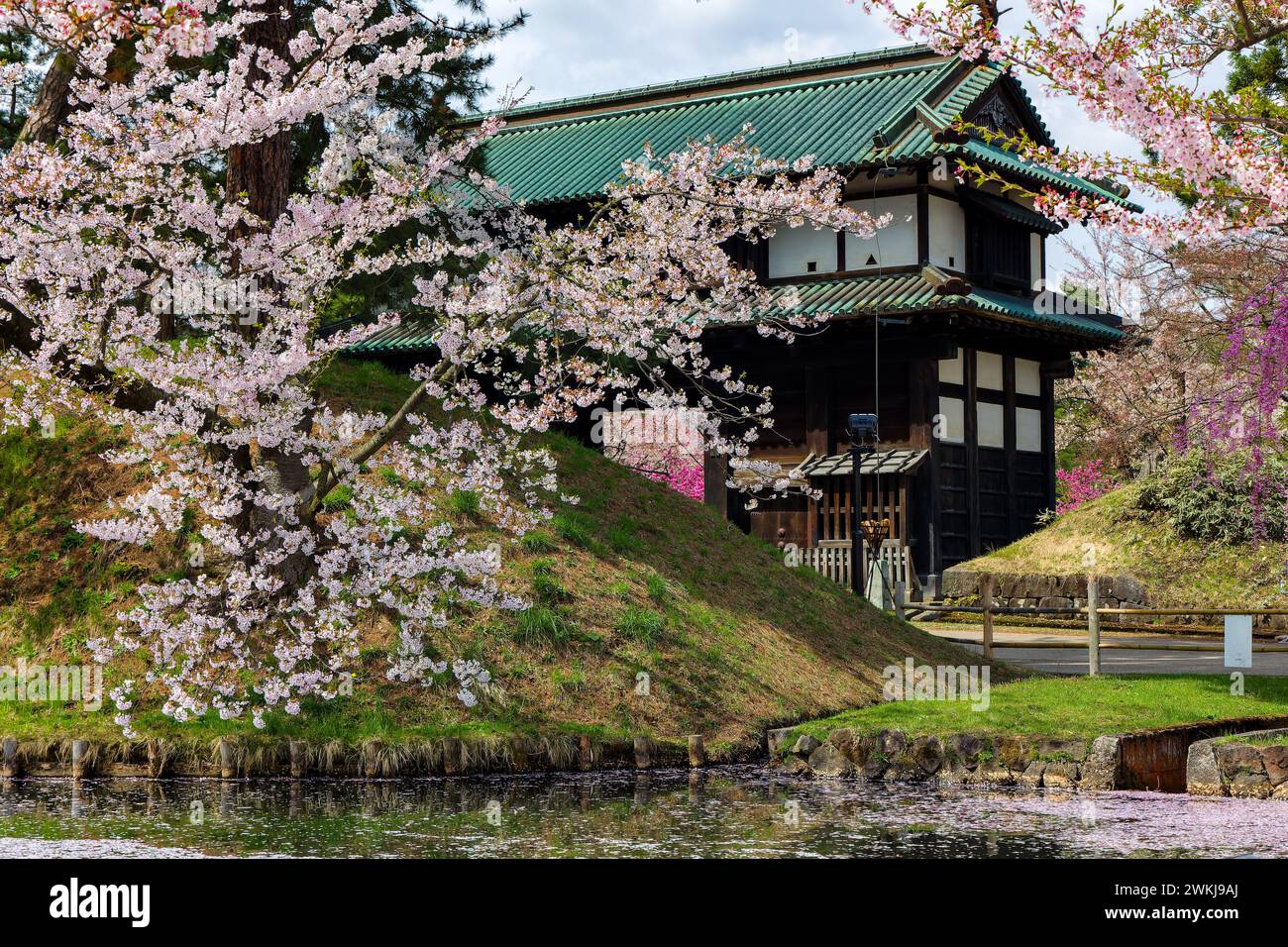Colorful Cherry Blossom during spring blooming season in the Aomori ...