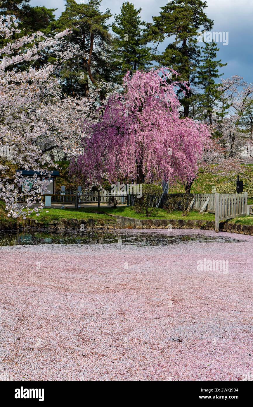 Beautiful pink flowers of blooming Cherry Blossom and a floating petal ...