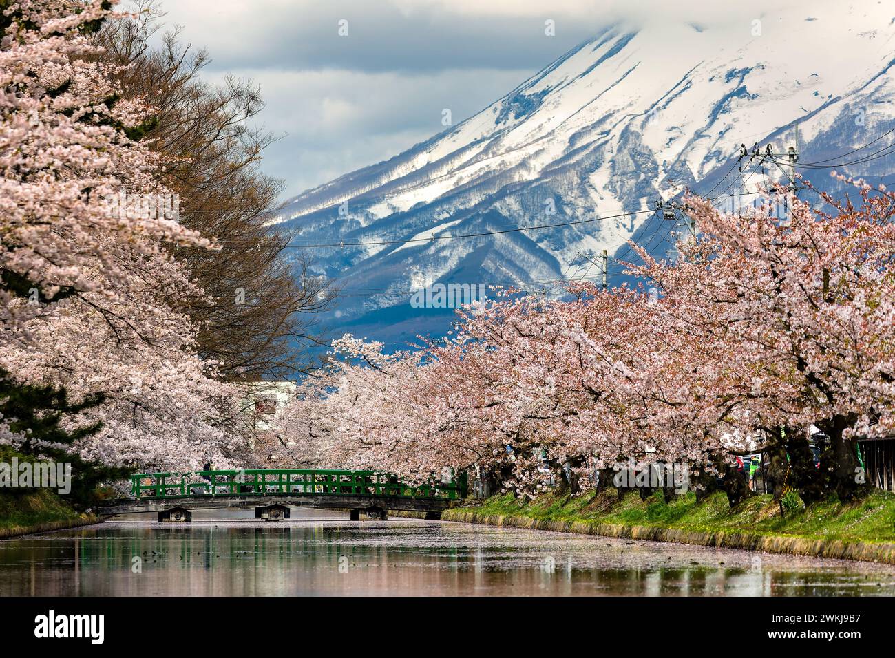 Colorful springtime Cherry Blossom with a large volcano behind ...