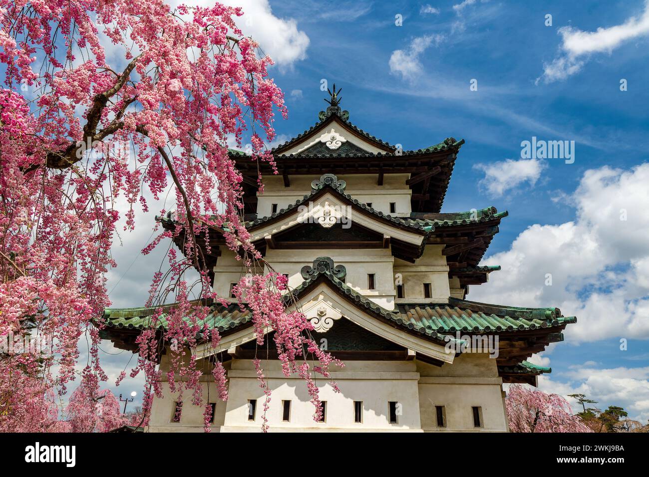 Beautifully colored Cherry Blossom (Sakura) surrounding an old Japanese ...
