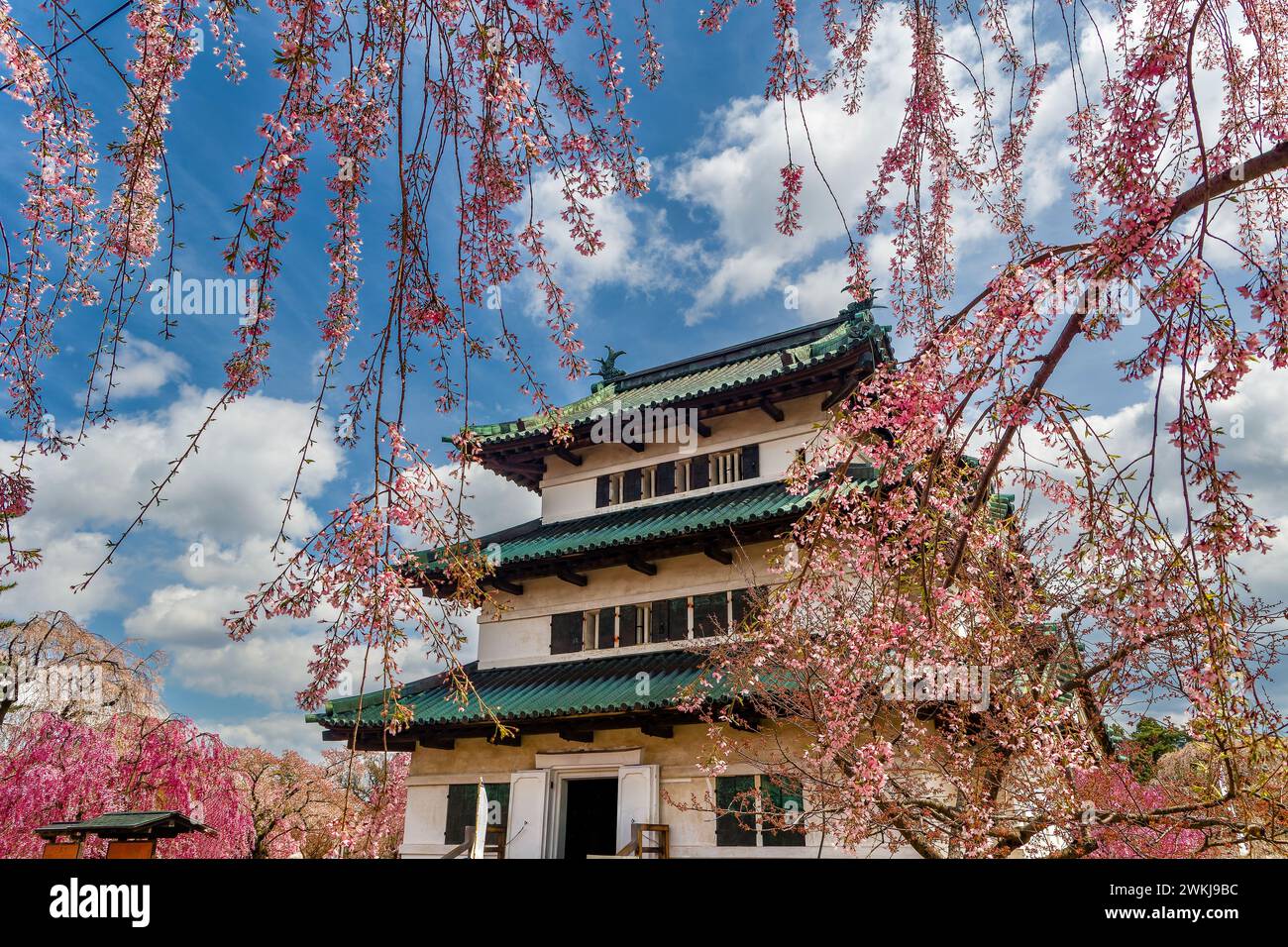 Beautifully colored Cherry Blossom (Sakura) surrounding an old Japanese ...