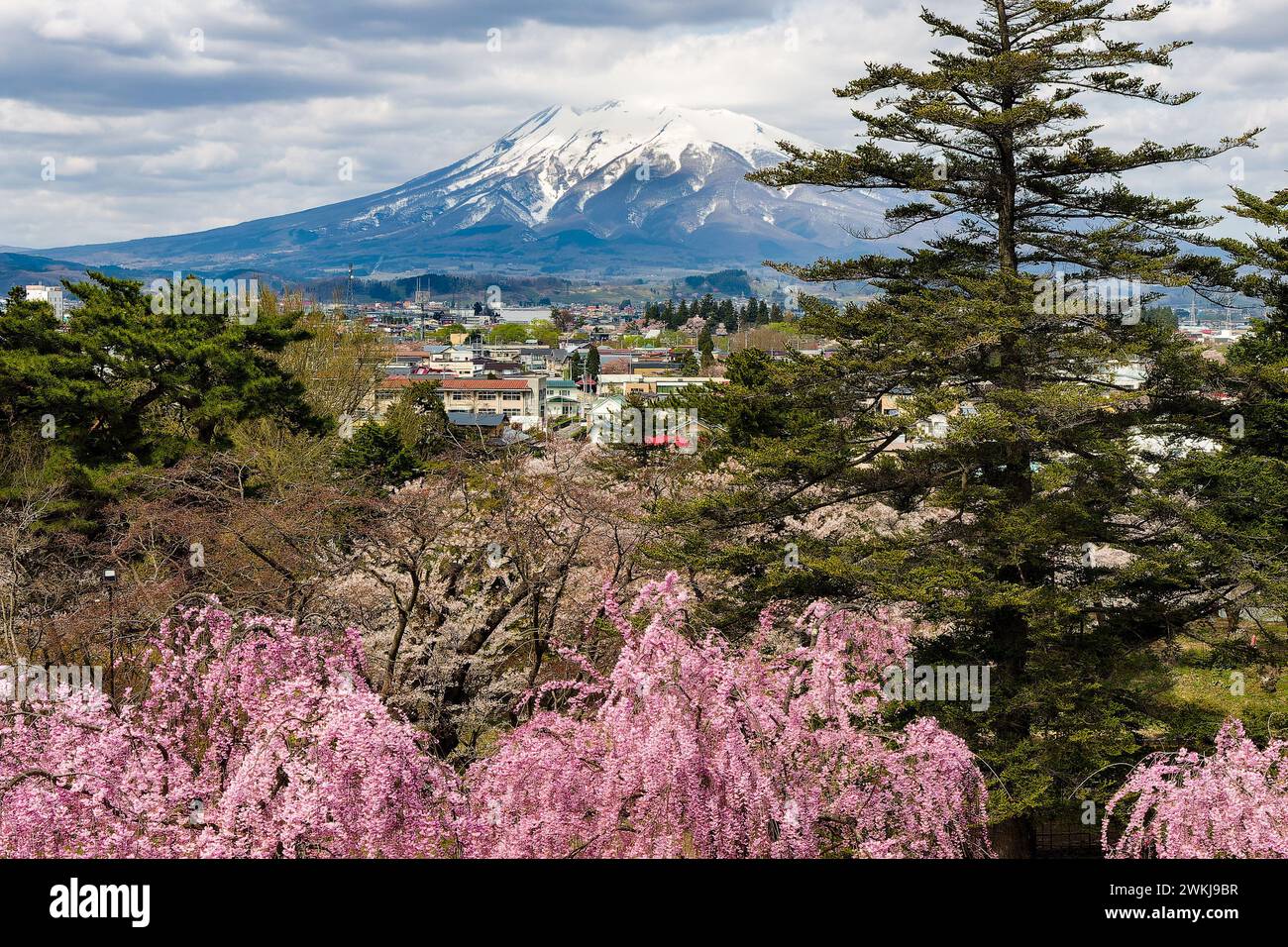 Snowcapped volcano of Mount Iwaki with colorful Cherry Blossom trees in ...