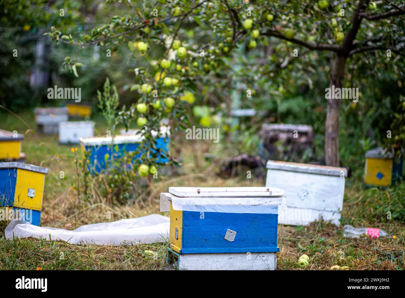 Small wooden hives nestled amidst the greenery of the garden serve as ...