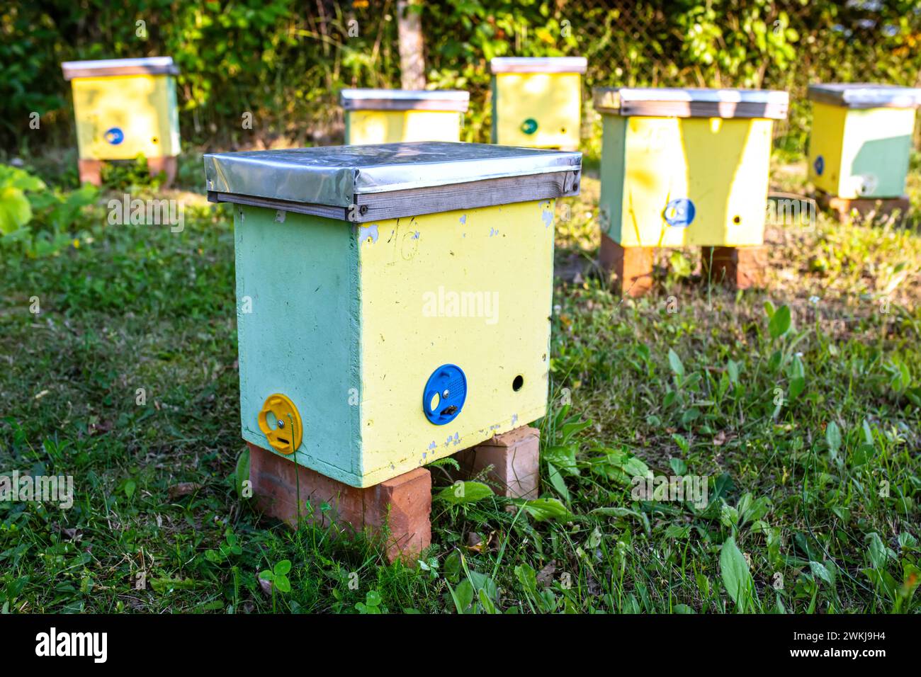 featuring nucleus hives for raising young bee colonies, sunny summer ...