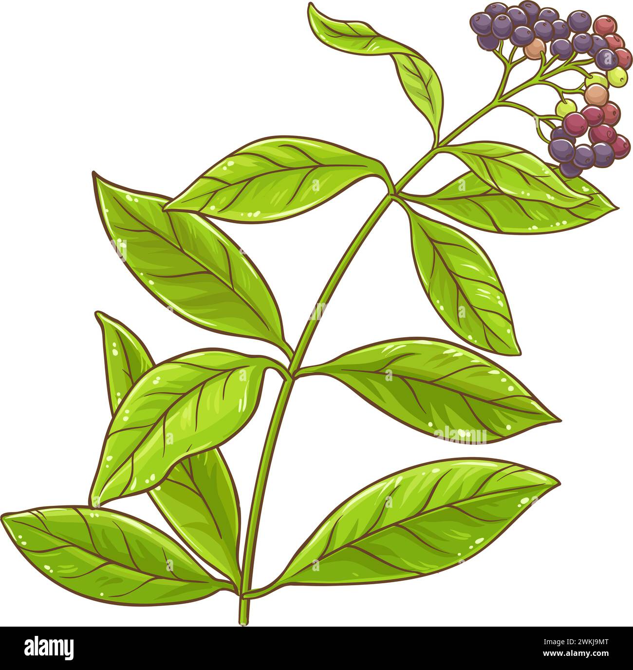 Allspice Plant Colored Detailed Illustration Stock Vector Image & Art ...