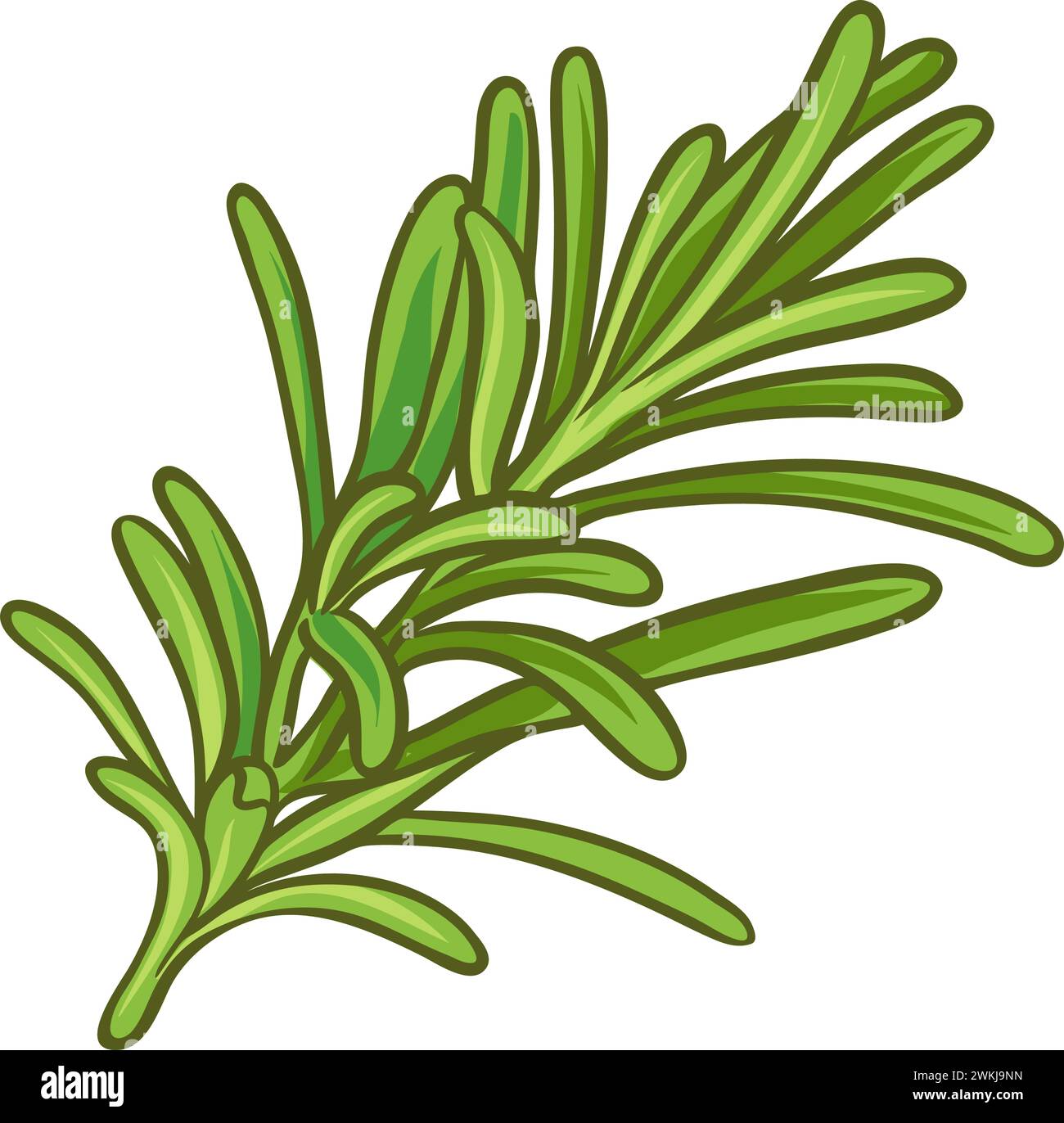 Rosemary Branch Colored Detailed Illustration Stock Vector Image & Art ...