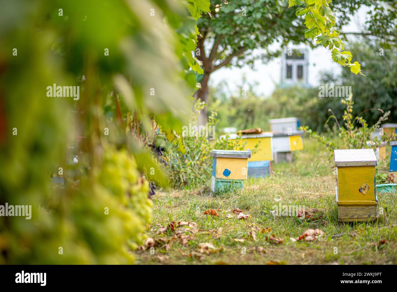 Small wooden hives nestled amidst the greenery of the garden serve as ...