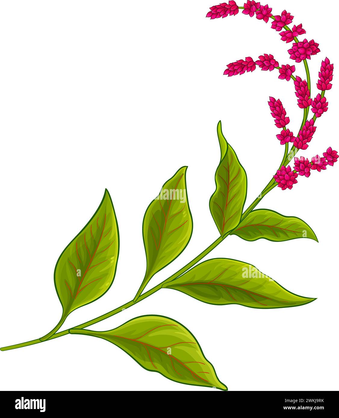 Amaranthus illustration hi-res stock photography and images - Alamy