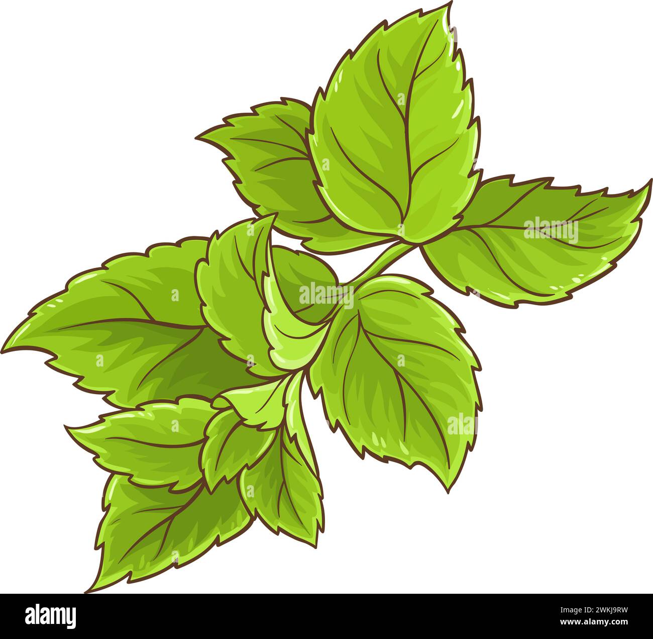 Peppermint Branch Colored Detailed Illustration Stock Vector Image ...