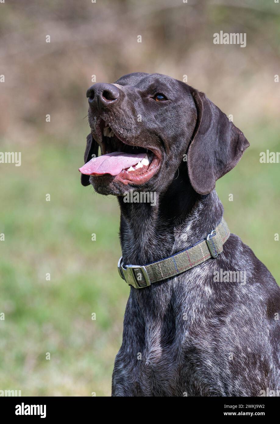 Kennel club field trials dog hi-res stock photography and images - Alamy
