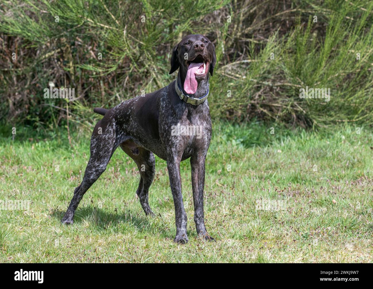 Kennel club field trials dog hi-res stock photography and images - Alamy