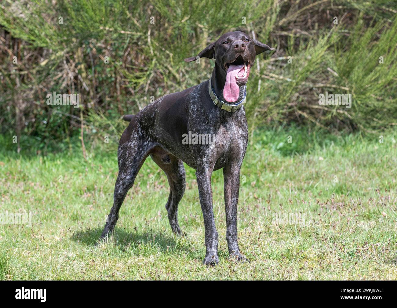 German shorthaired pointer hunting hi-res stock photography and images ...