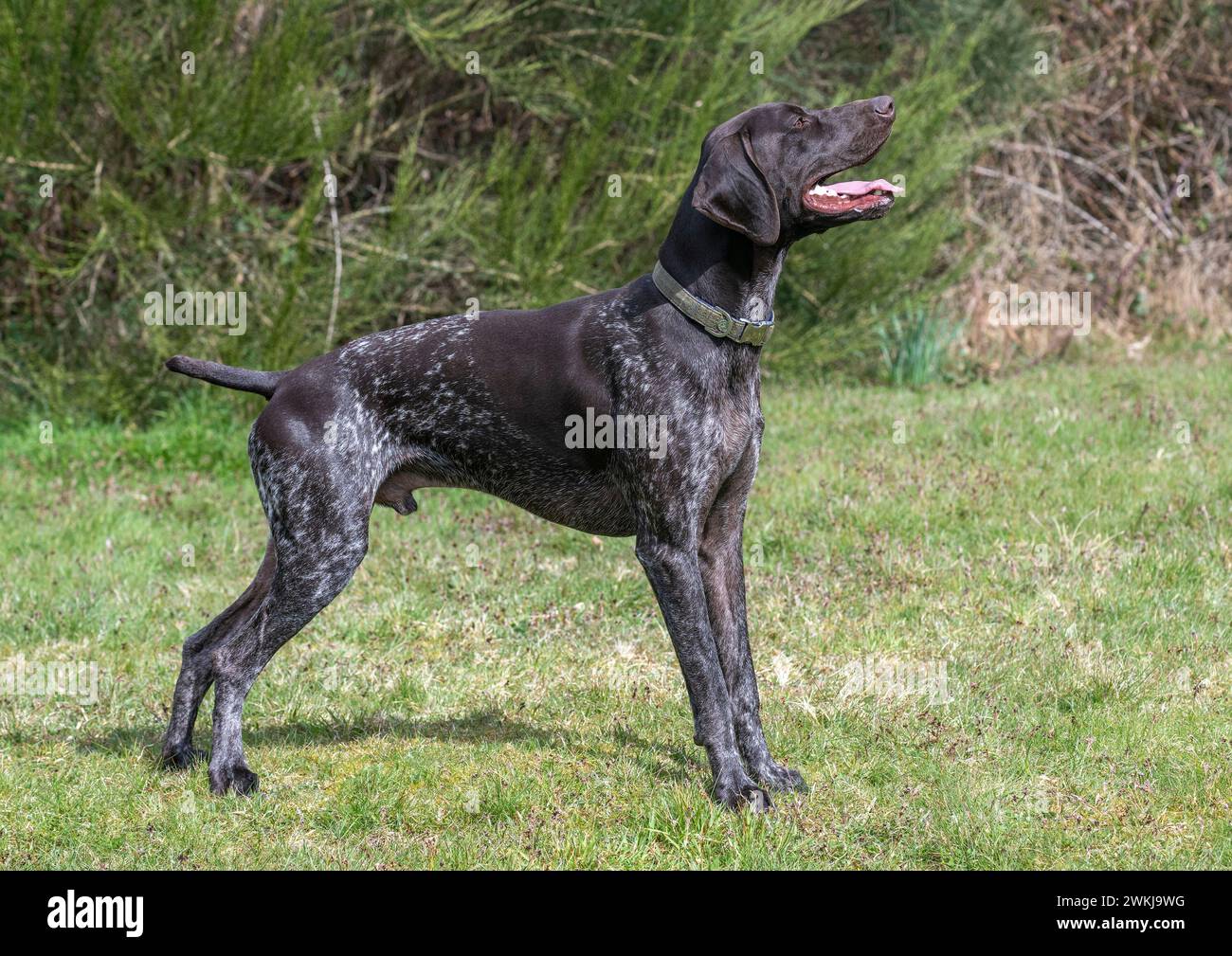 Kennel club field trials dog hi-res stock photography and images - Alamy