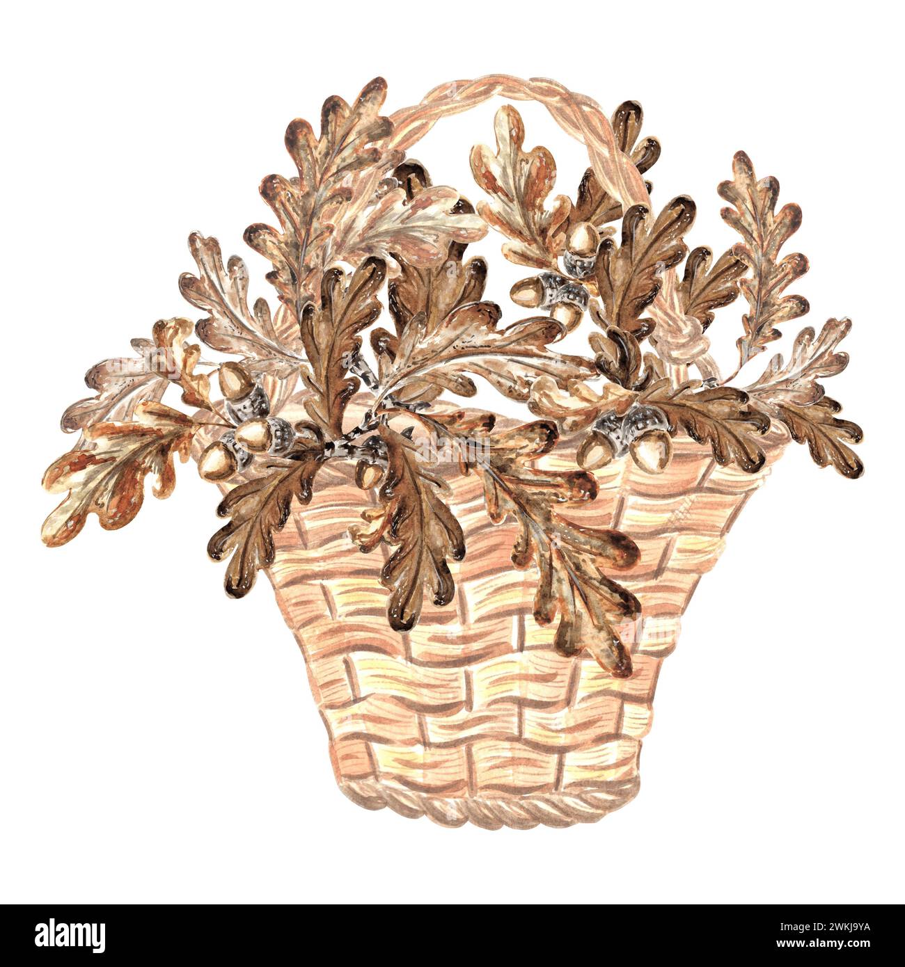Autumnal oak branches with acorns and leaves in vintage wicker basket ...