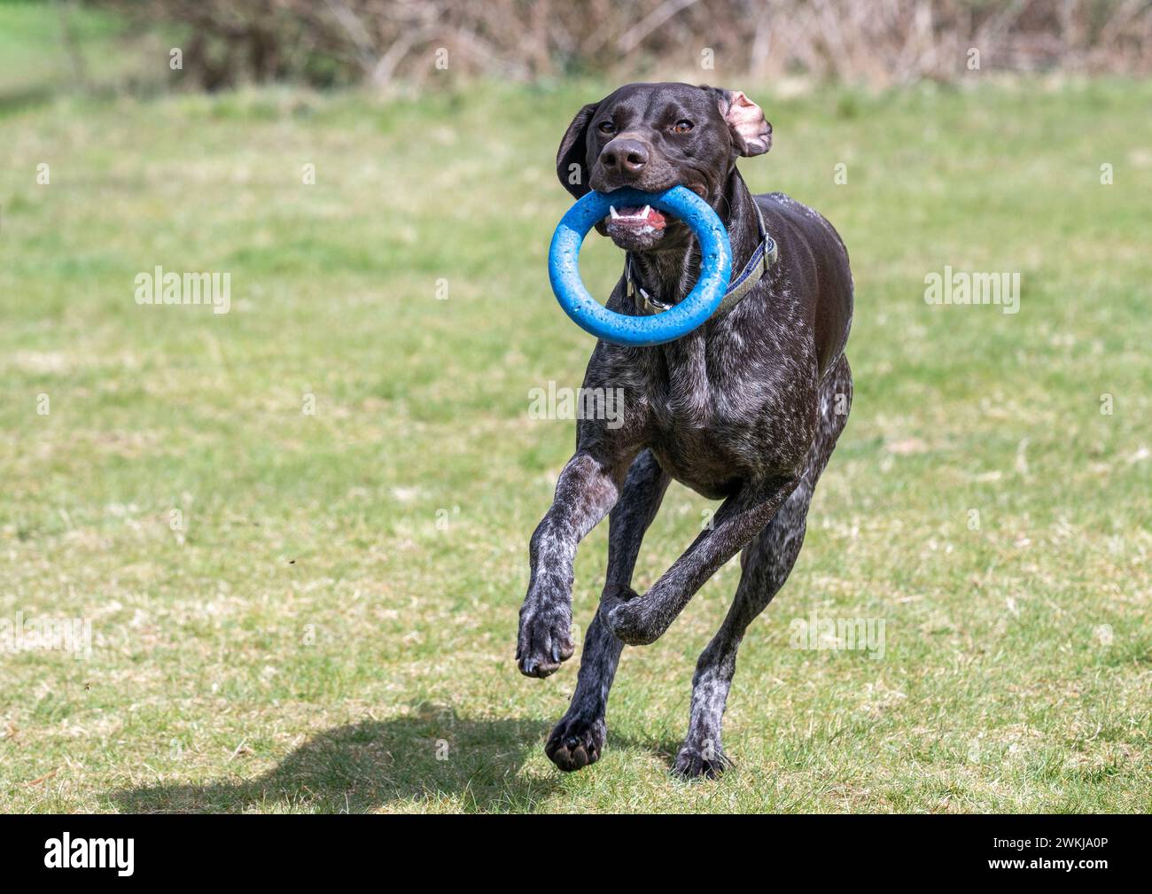 German shorthaired pointer in a field hi-res stock photography and ...