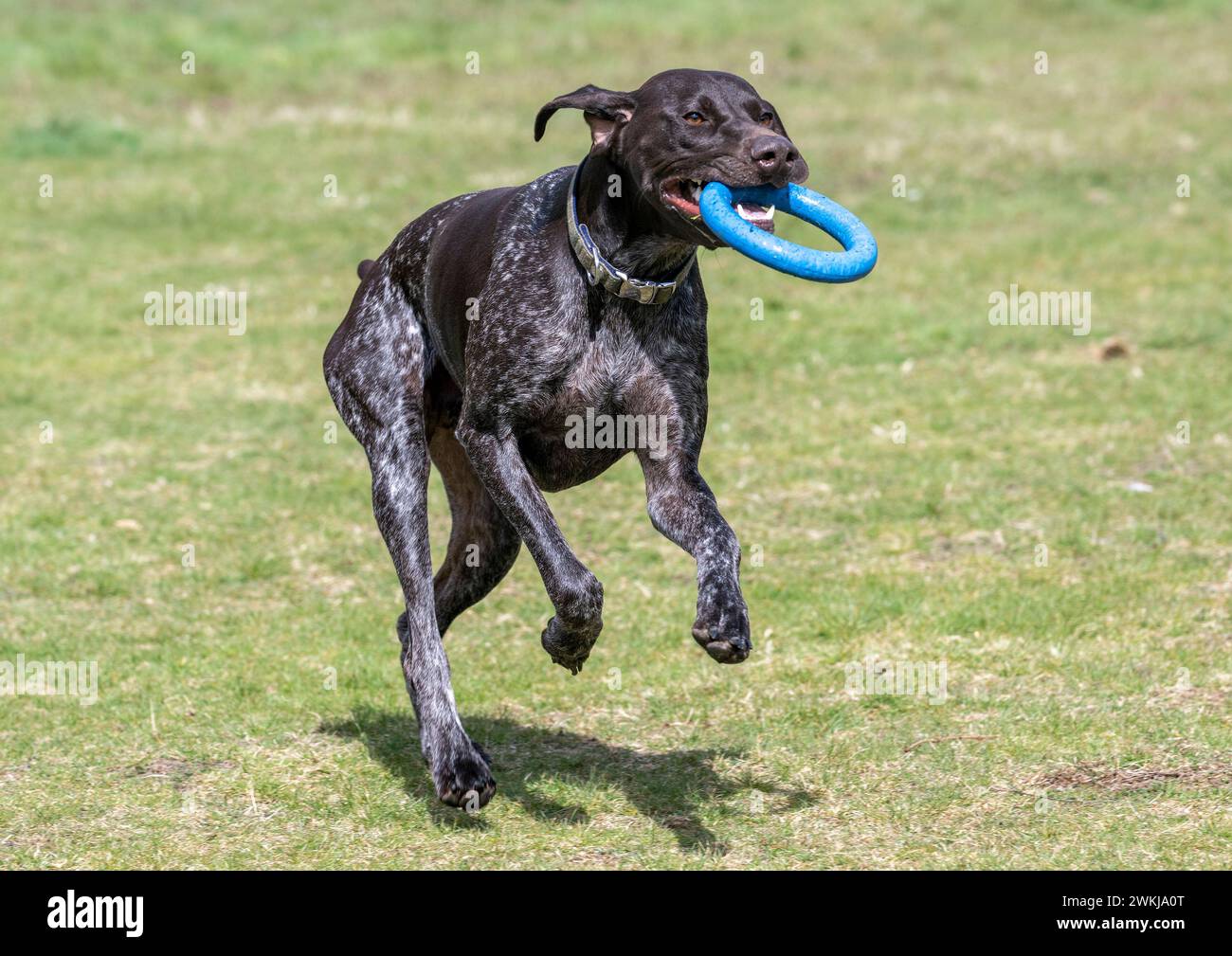 Kennel club working trials dog hi-res stock photography and images - Alamy