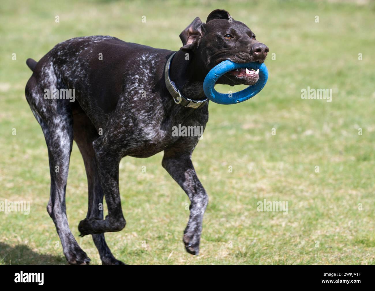 German shorthaired pointer in a field hi-res stock photography and ...