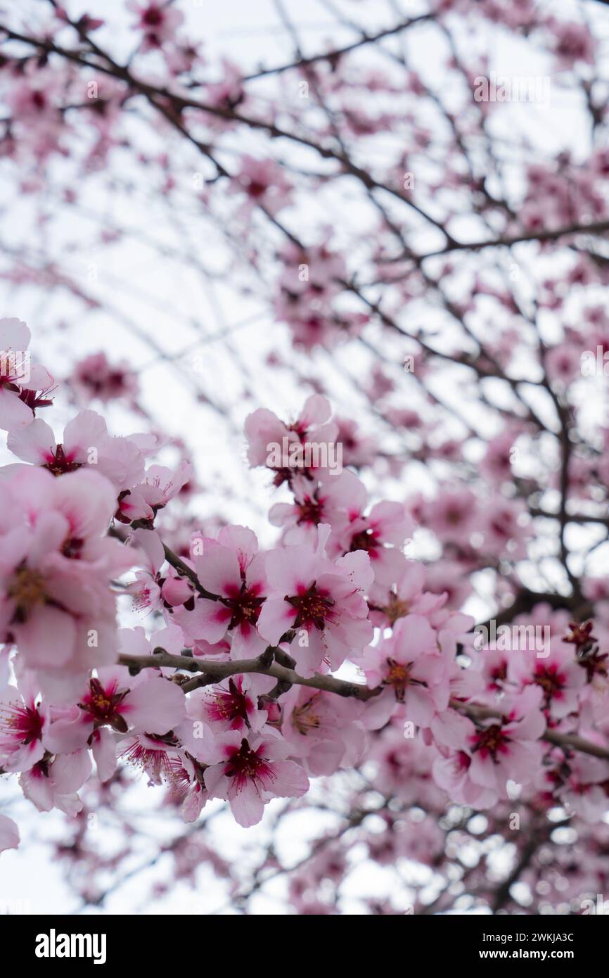 almond tree bloom Stock Photo - Alamy