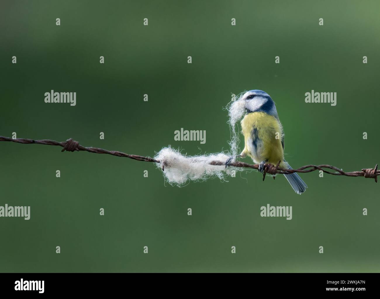 Blue tit, cyanistes caeruleus, collecting wool from barbed wire Stock ...