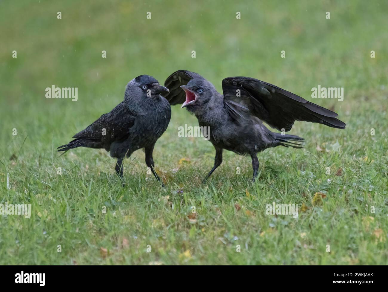 European Jackdaws, Coloeus monedula, adult with fledgling, UK Stock ...
