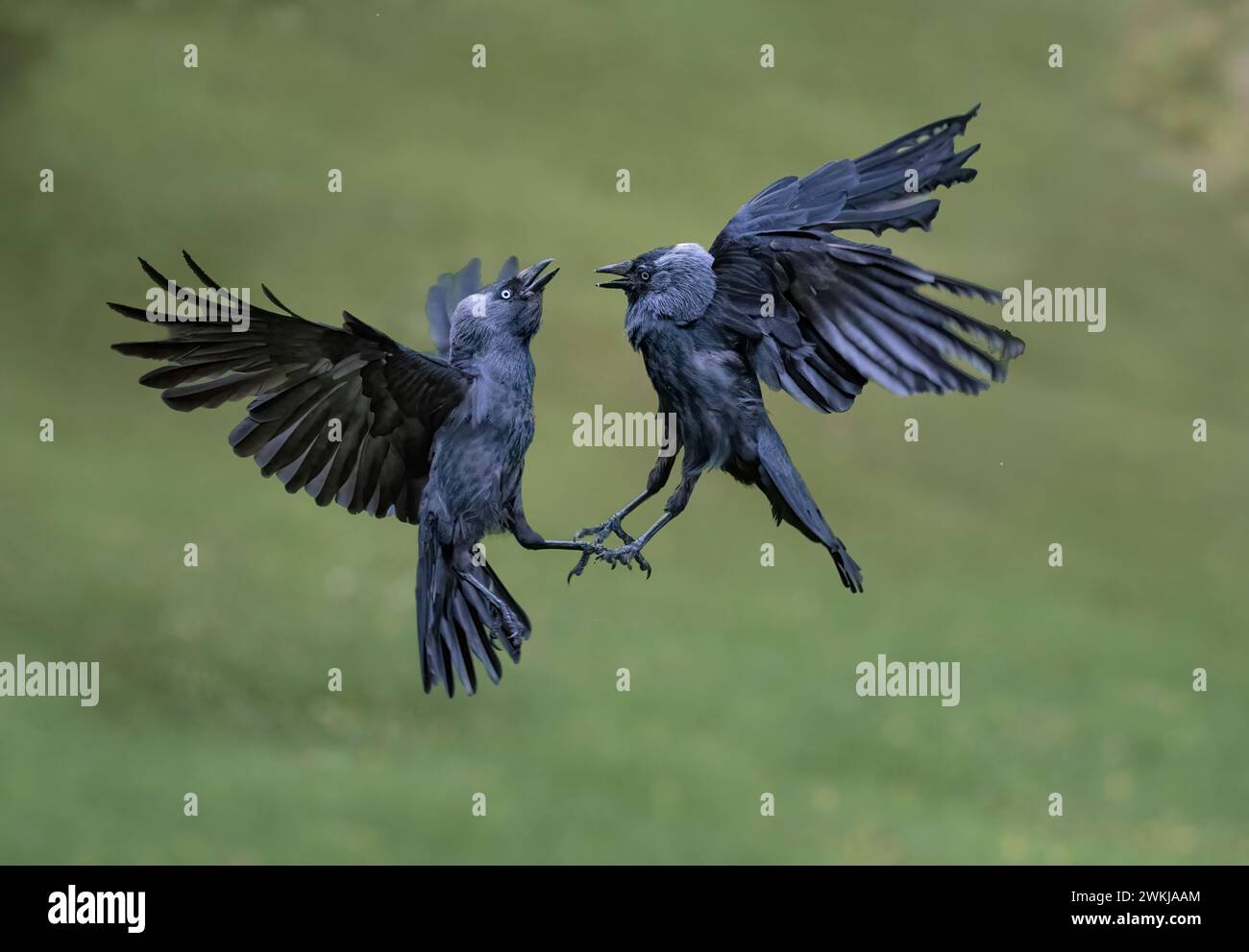 Two European Jackdaws, Coloeus monedula, quarrelling, UK Stock Photo ...