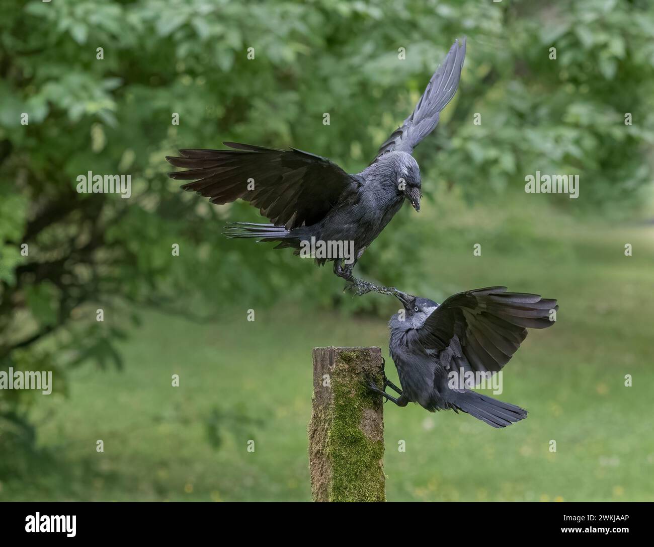 Two jackdaws coloeus monedula hi-res stock photography and images - Alamy