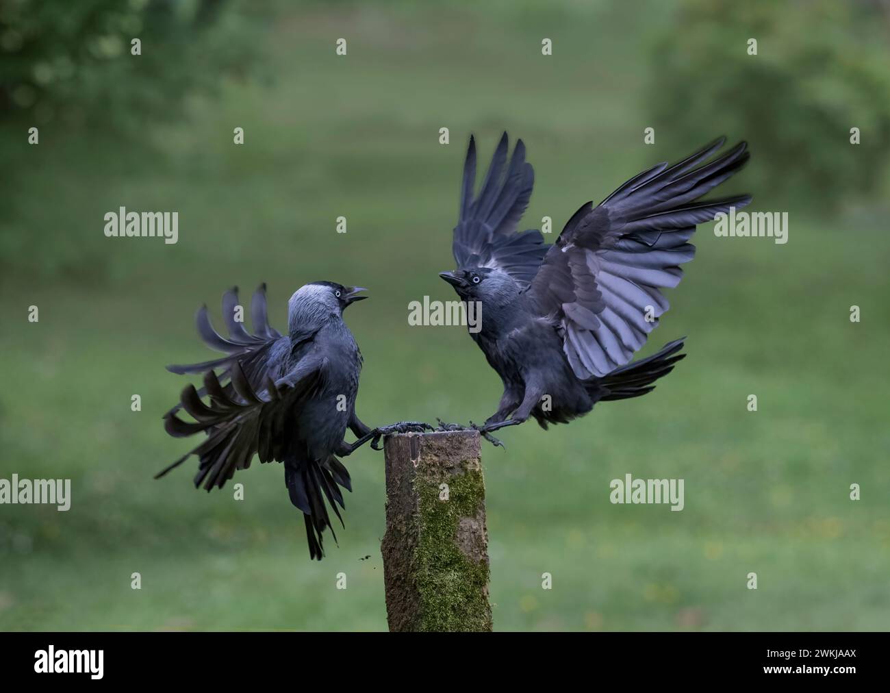 Two European Jackdaws, Coloeus monedula, quarrelling, UK Stock Photo ...