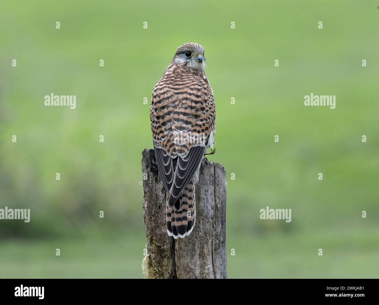 Back view kestrel hi-res stock photography and images - Alamy