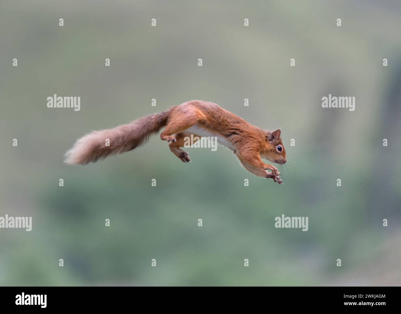 Red Squirrel, Sciurus vulgaris, jumping, Scotland Stock Photo - Alamy