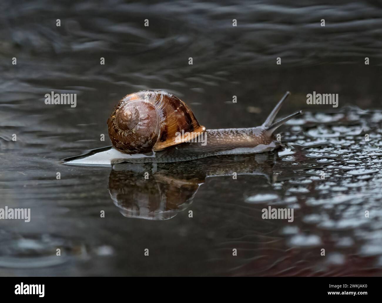 Common garden snail, Helix aspersa, in puddle Stock Photo - Alamy