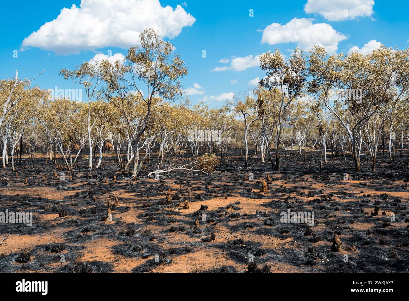 Burned forest blackened ground scorched hi-res stock photography and ...