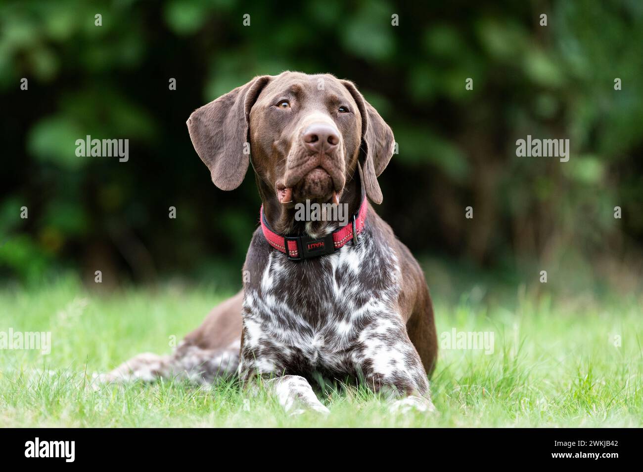 Kennel club working trials dog hi-res stock photography and images - Alamy