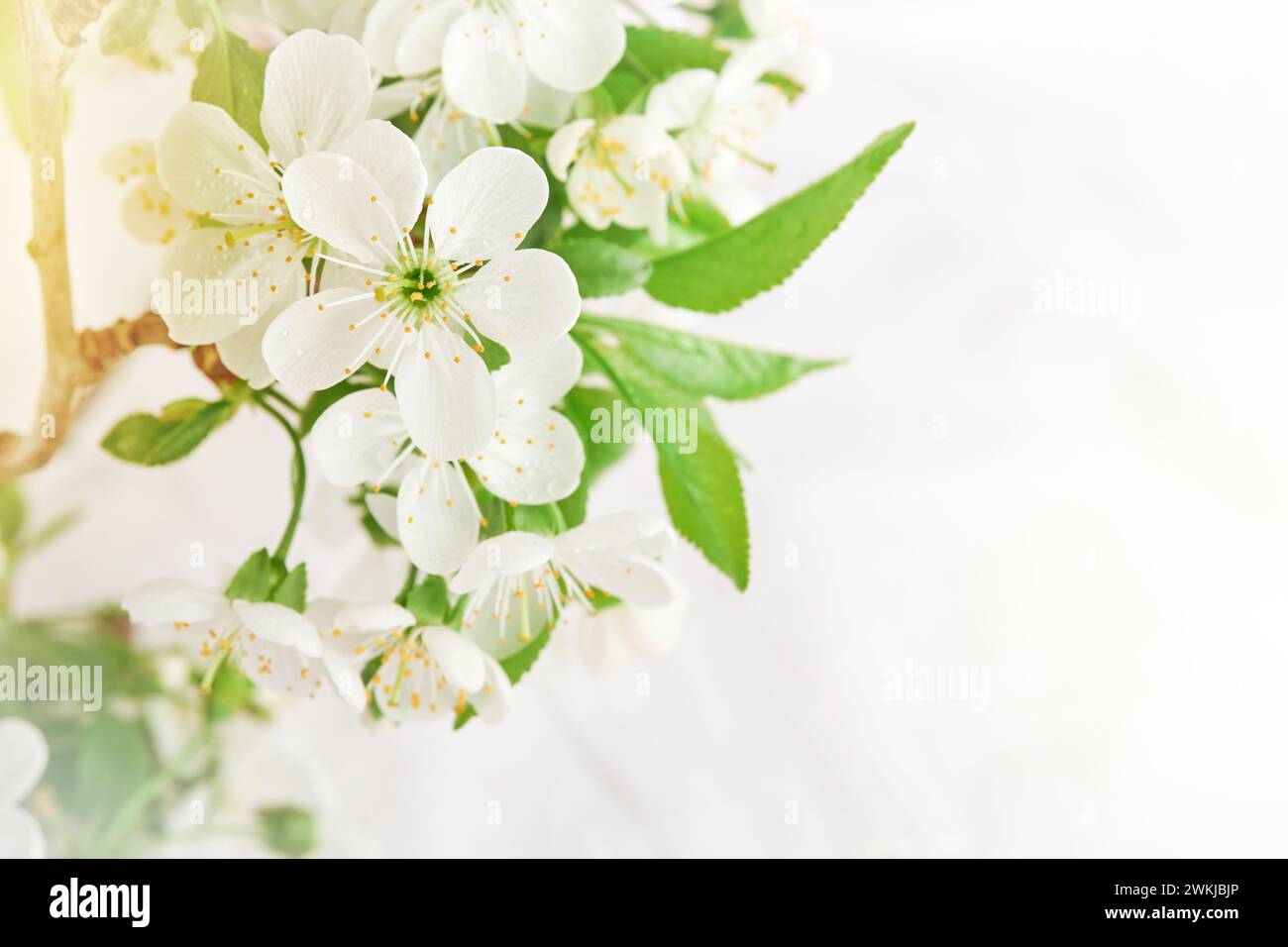 Spring Easter background. Passover blooming white apple or cherry ...