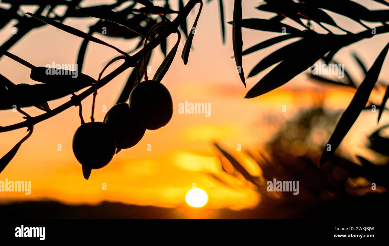 Hanging olive tree branches hi-res stock photography and images - Alamy