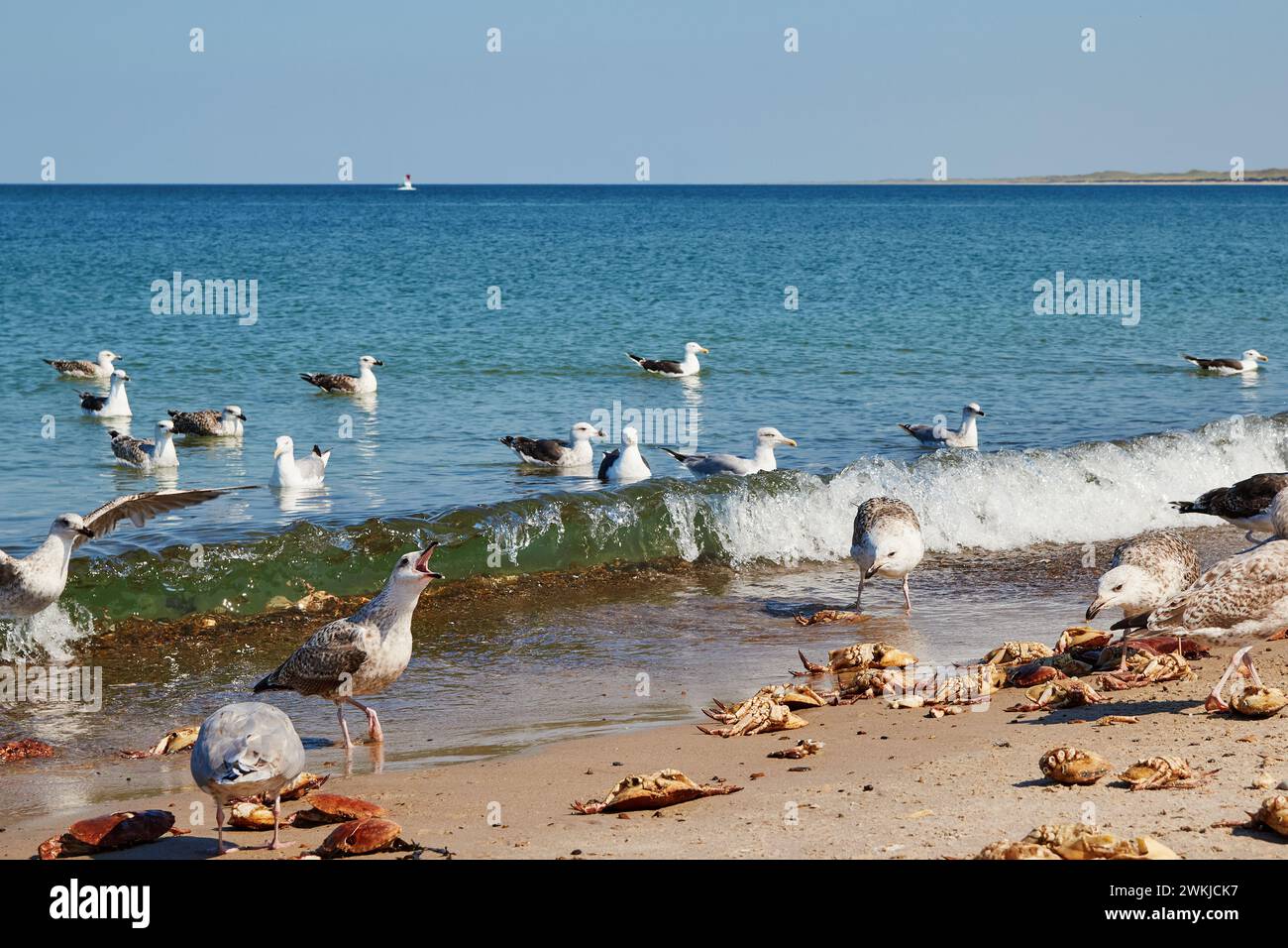 European herring gulls (Larus argentatus) and great black-backed gulls ...