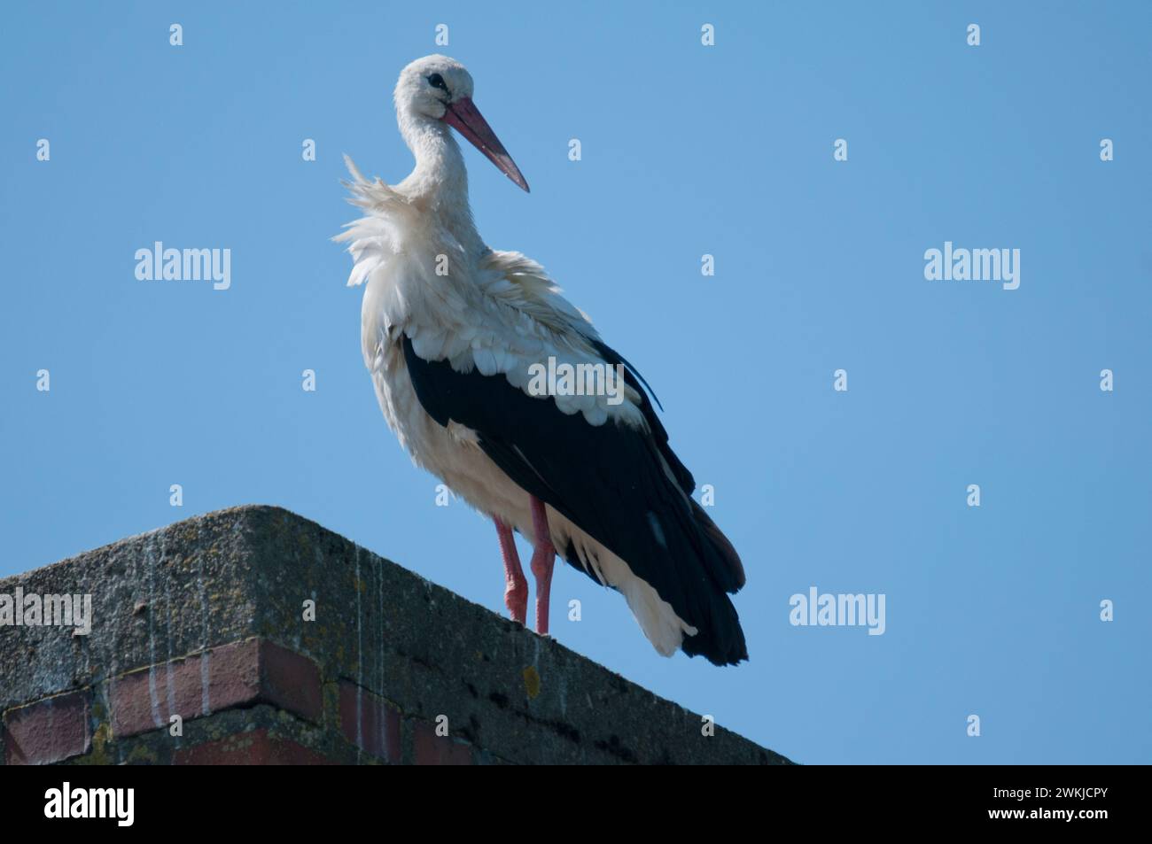 Vogel storch hi-res stock photography and images - Alamy