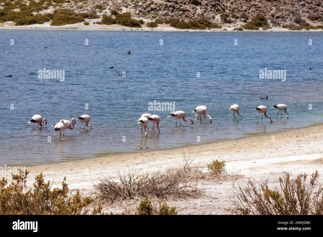 Landscape of the Atacama Desert with Flamingos paddling on the edge of ...