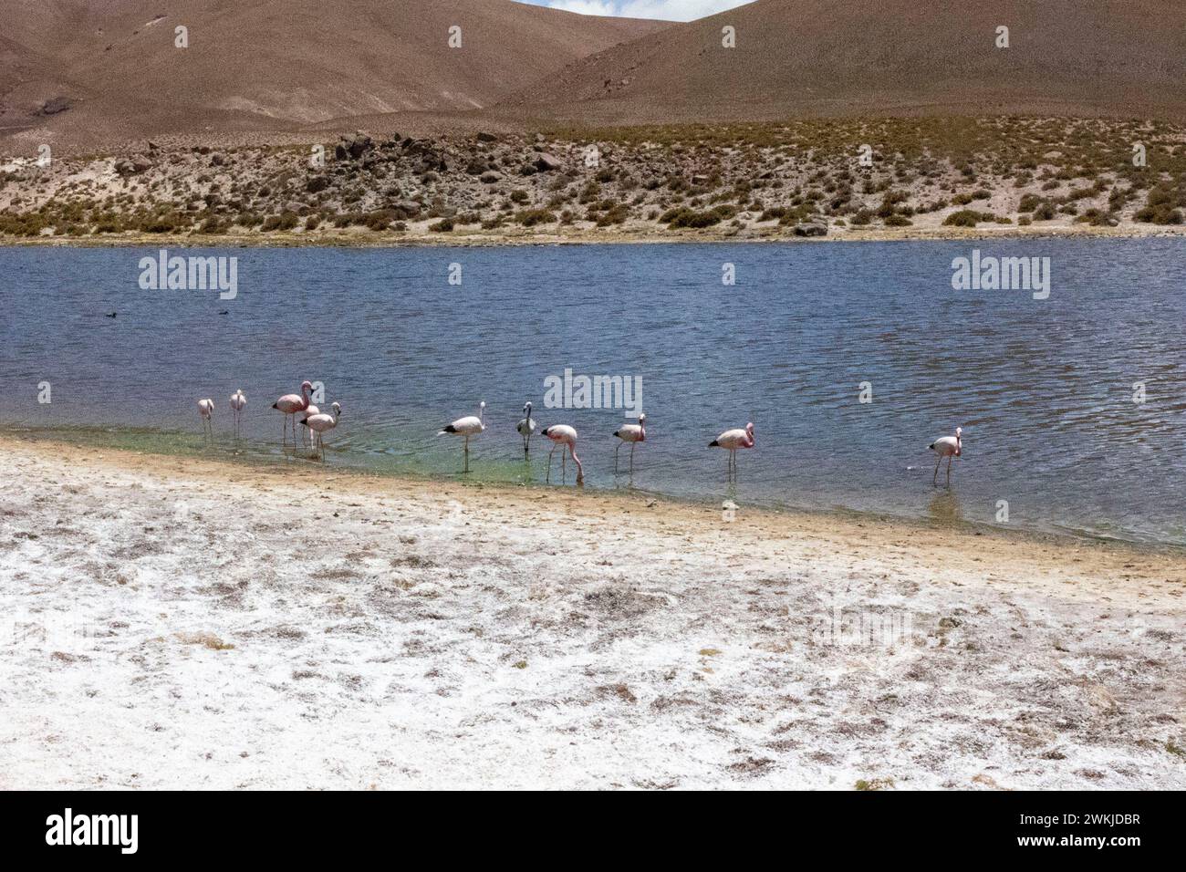Landscape of the Atacama Desert with Flamingos paddling on the edge of ...