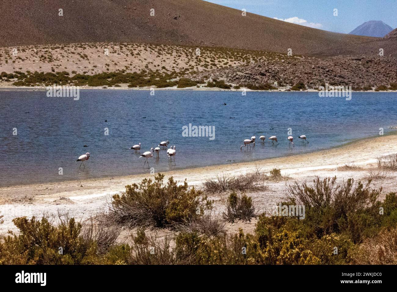 Landscape of the Atacama Desert with Flamingos paddling on the edge of ...