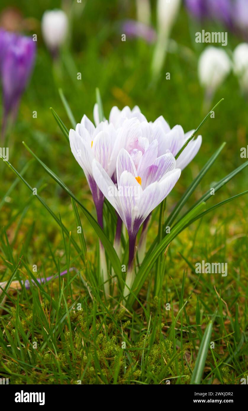 Naturalised bulbs in lawn hi-res stock photography and images - Alamy