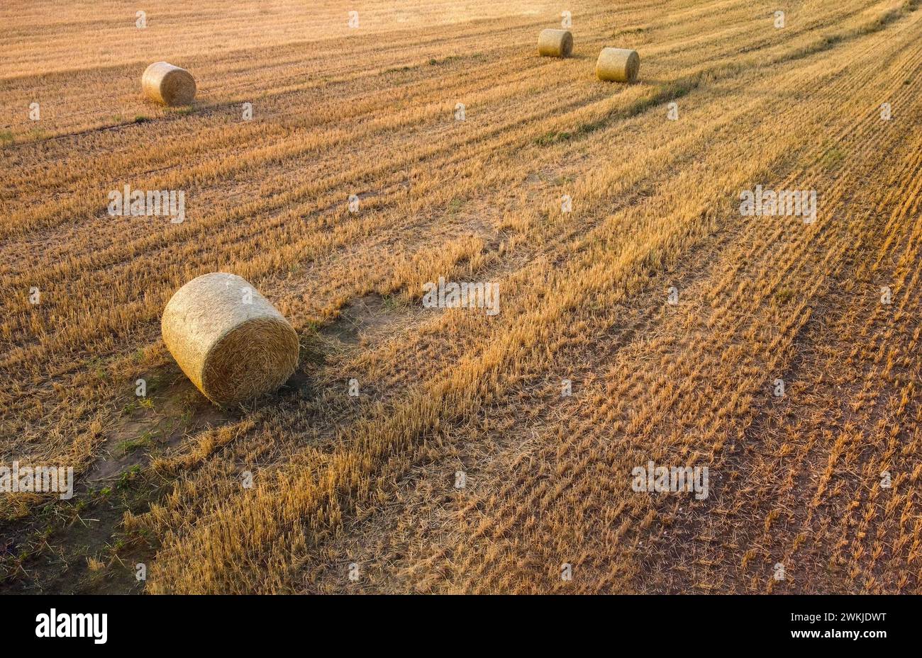 Golden sunlight washes over hay bales dotting an expansive recently ...